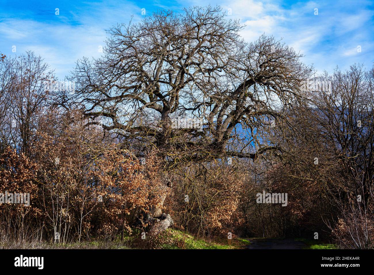 Oak tree without leaves hi-res stock photography and images - Alamy