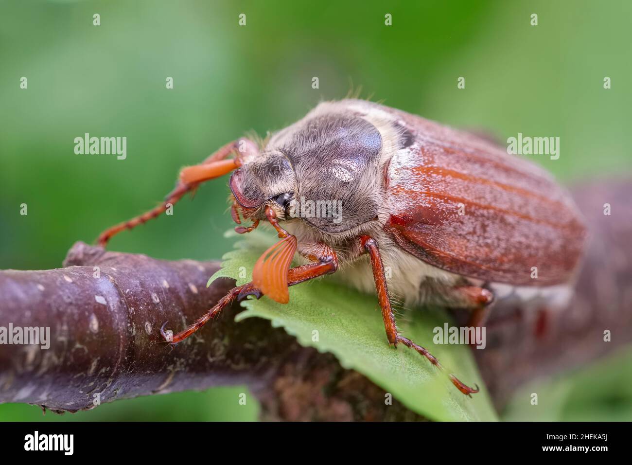 Melolontha melolontha, Cockchafer Norfolk UK Stock Photo - Alamy