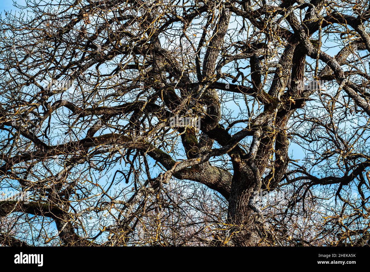 Oak tree without leaves hi-res stock photography and images - Alamy
