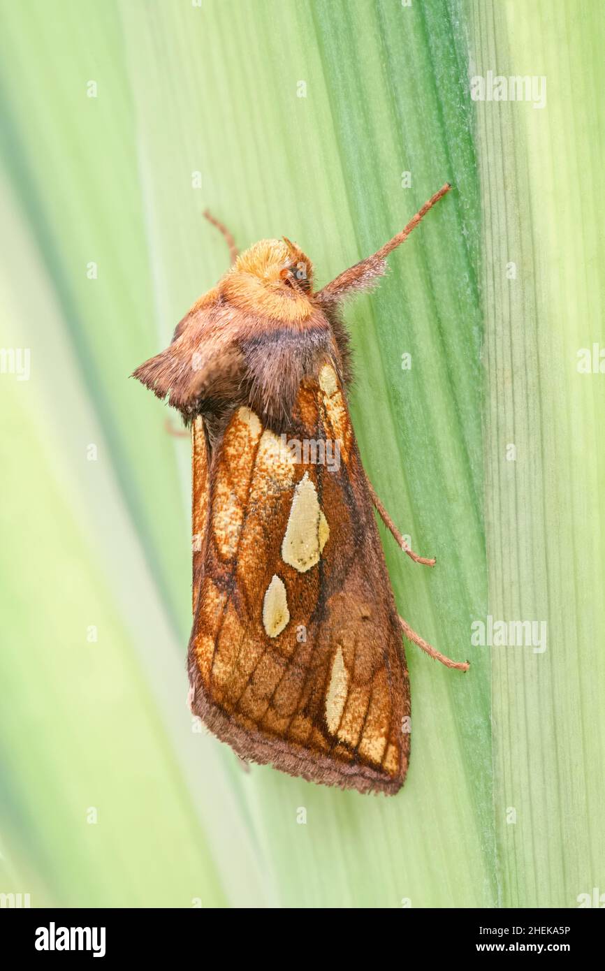 Gold spot moth hi-res stock photography and images - Alamy