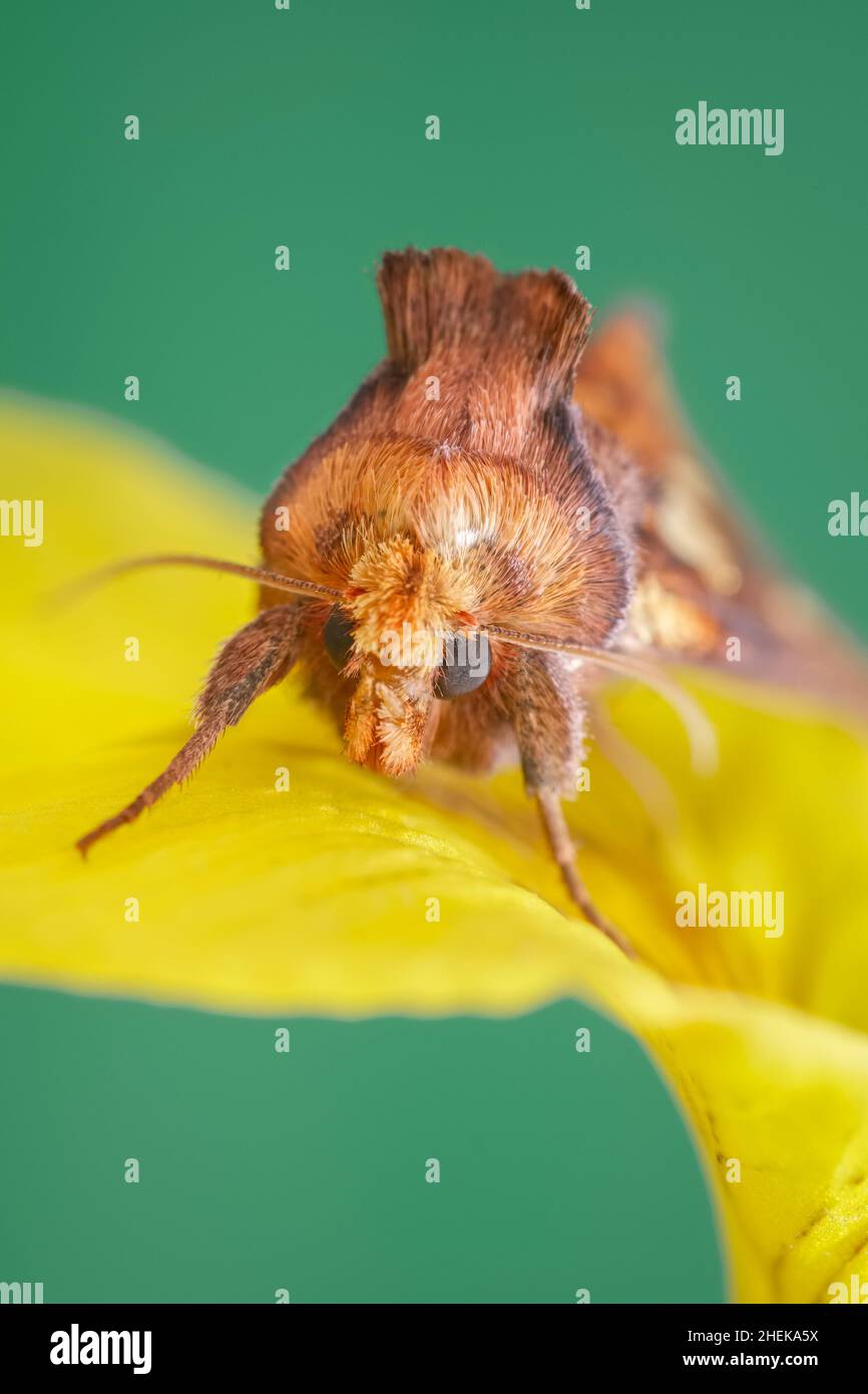 Insect on iris hi-res stock photography and images - Alamy