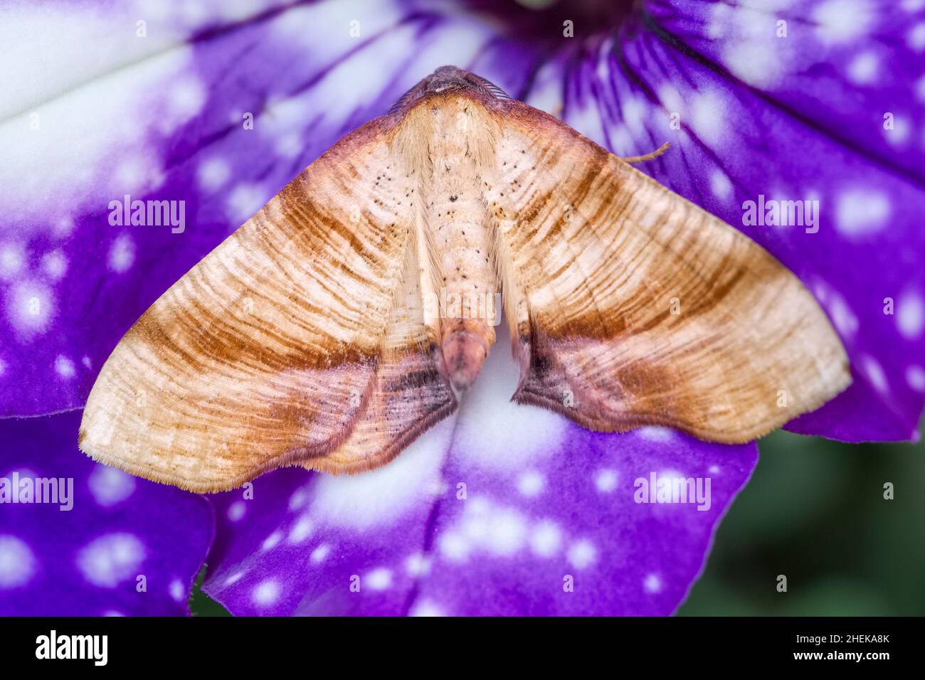 Plagodis dolabraria, Scorched Wing Moth on Petunia Flower Norfolk UK ...