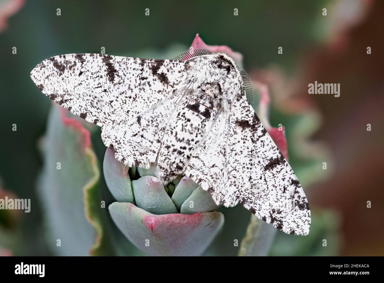 Biston betularia, Peppered Moth Norfolk UK Stock Photo - Alamy