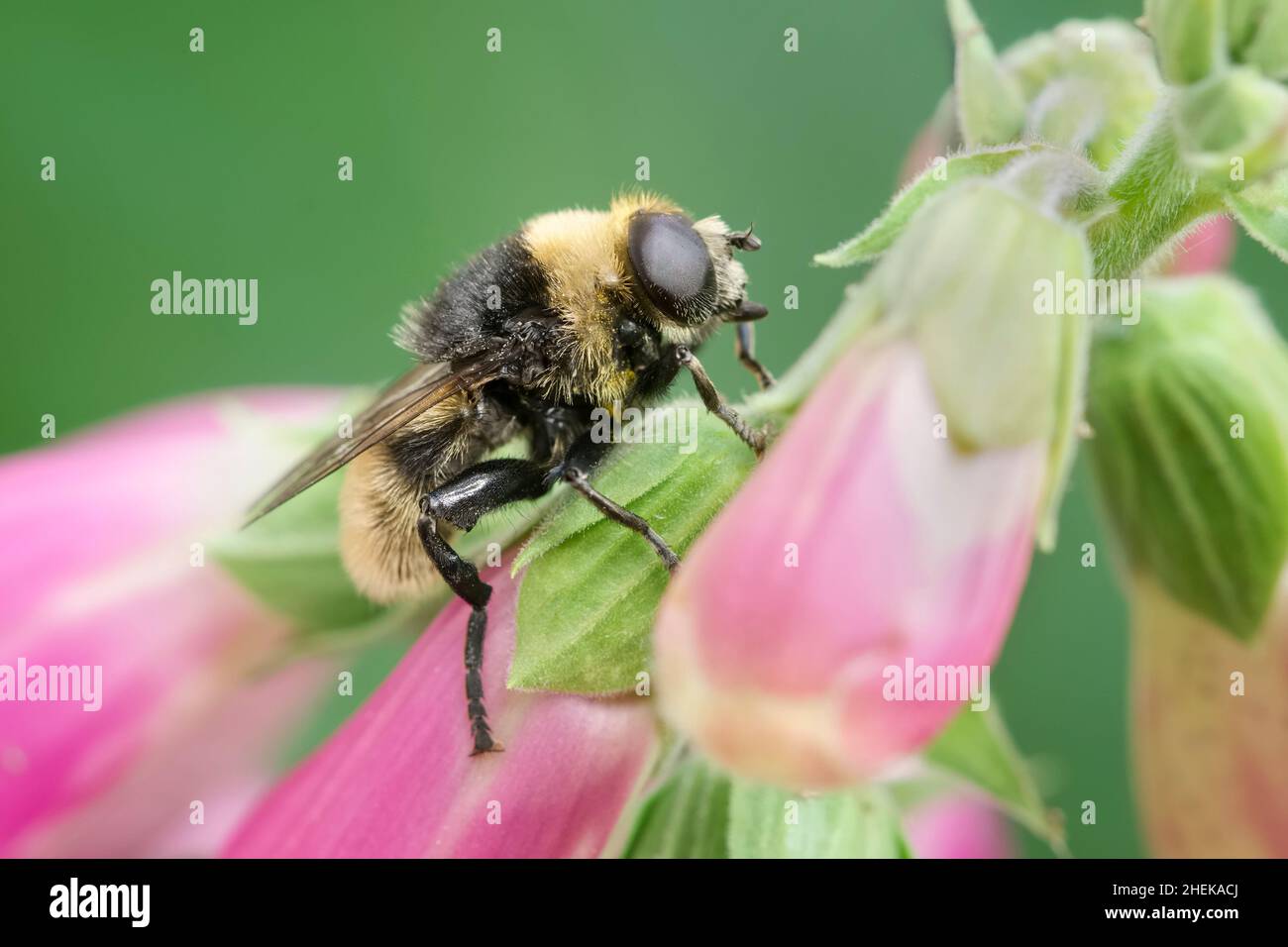 Merodon equestris, Narcissus Bulb Fly - Bumble Bee Mimic Norfolk UK ...