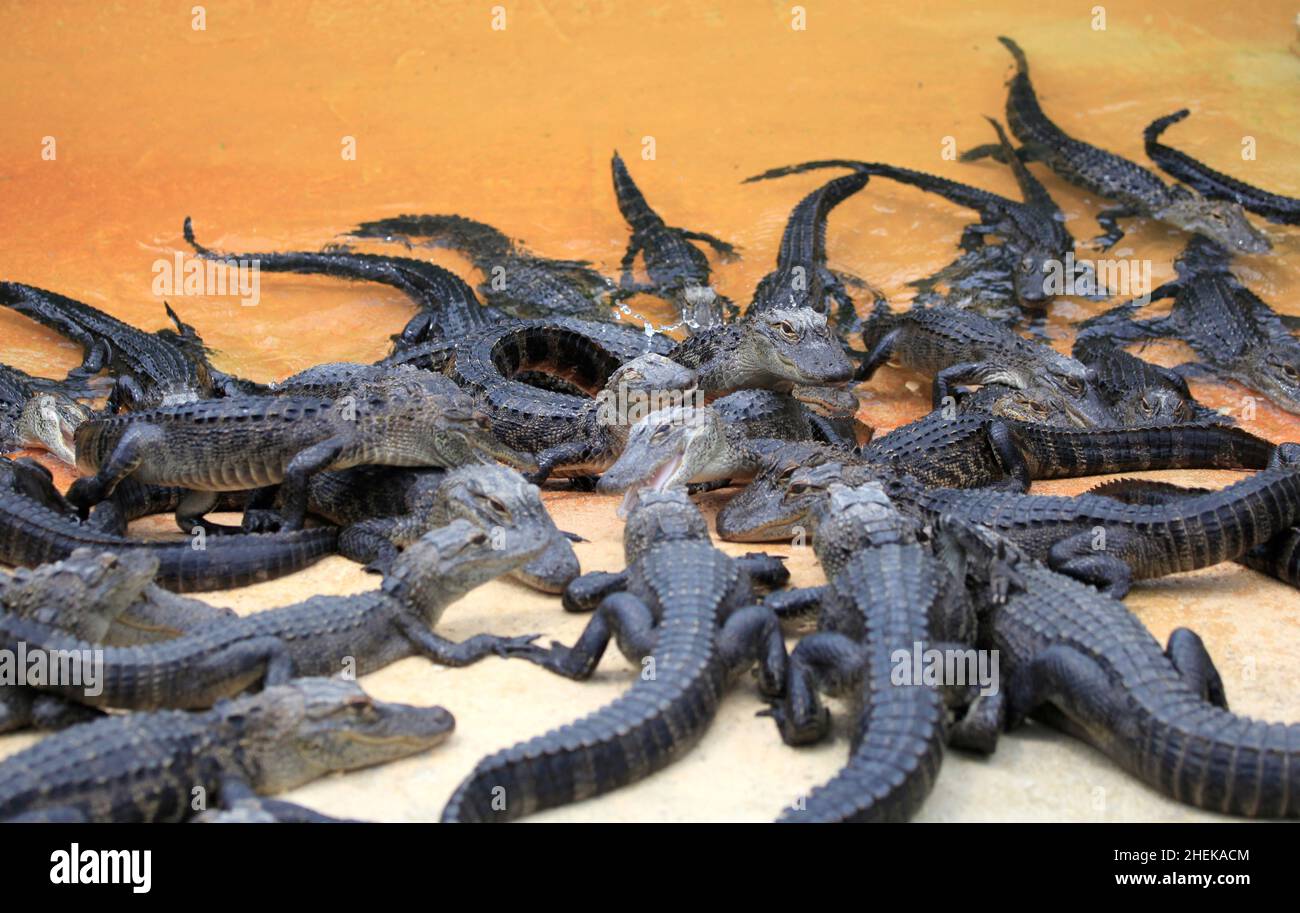 crocodiles in the everglades, Florida, usa Stock Photo - Alamy