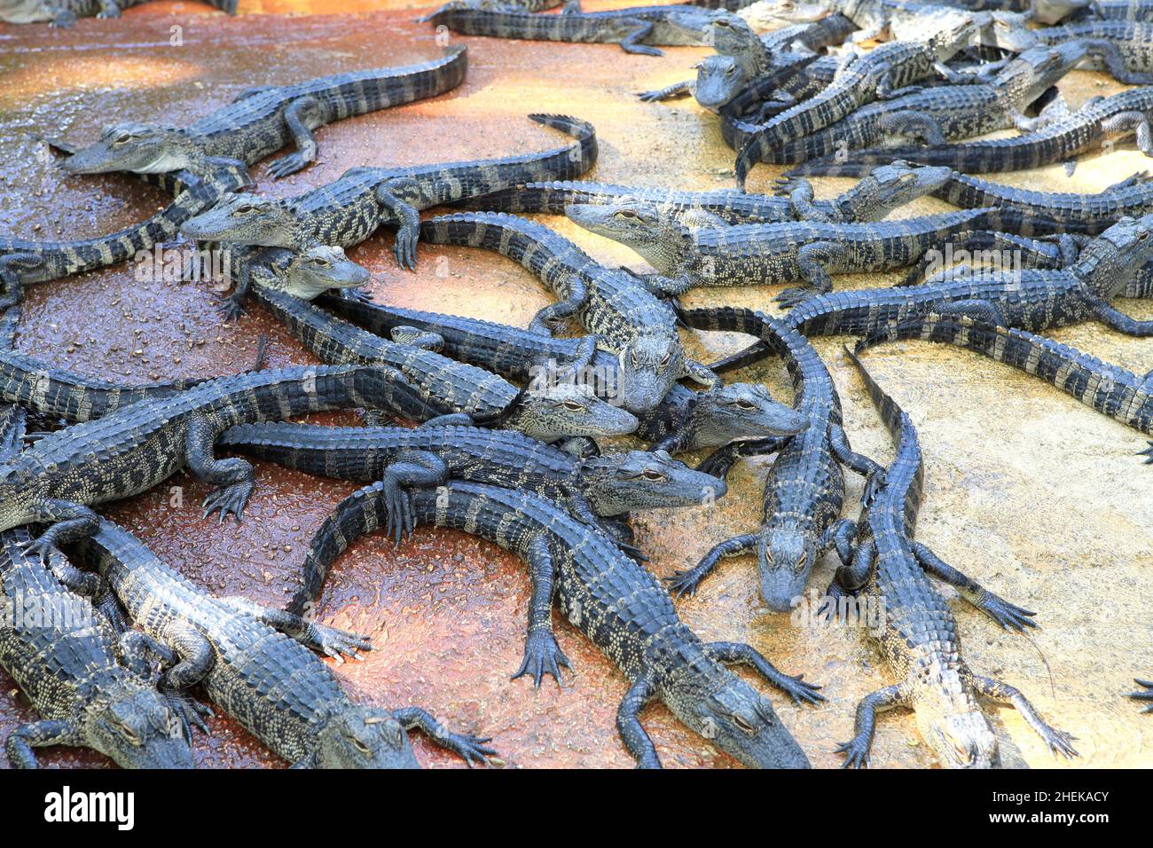 crocodiles in the everglades, Florida, usa Stock Photo - Alamy