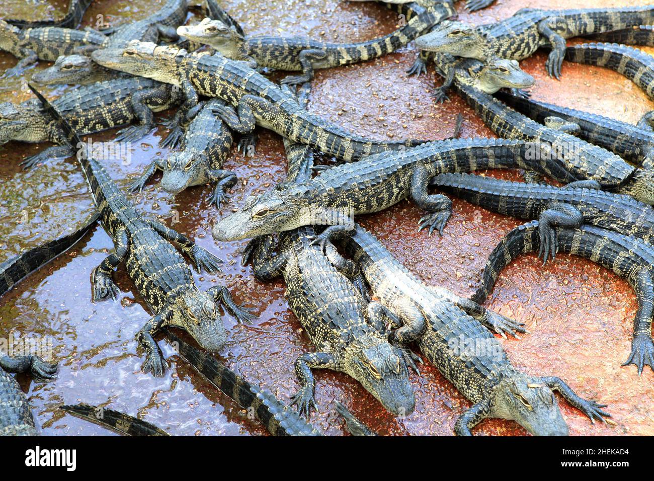 crocodiles in the everglades, Florida, usa Stock Photo - Alamy