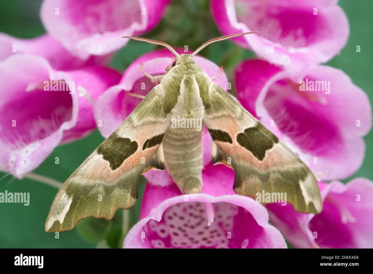 Lime Hawk Moth High Resolution Stock Photography and Images - Alamy
