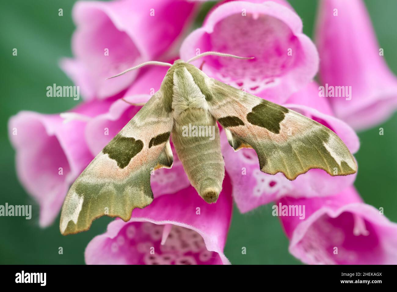 Lime Hawk Moth High Resolution Stock Photography and Images - Alamy