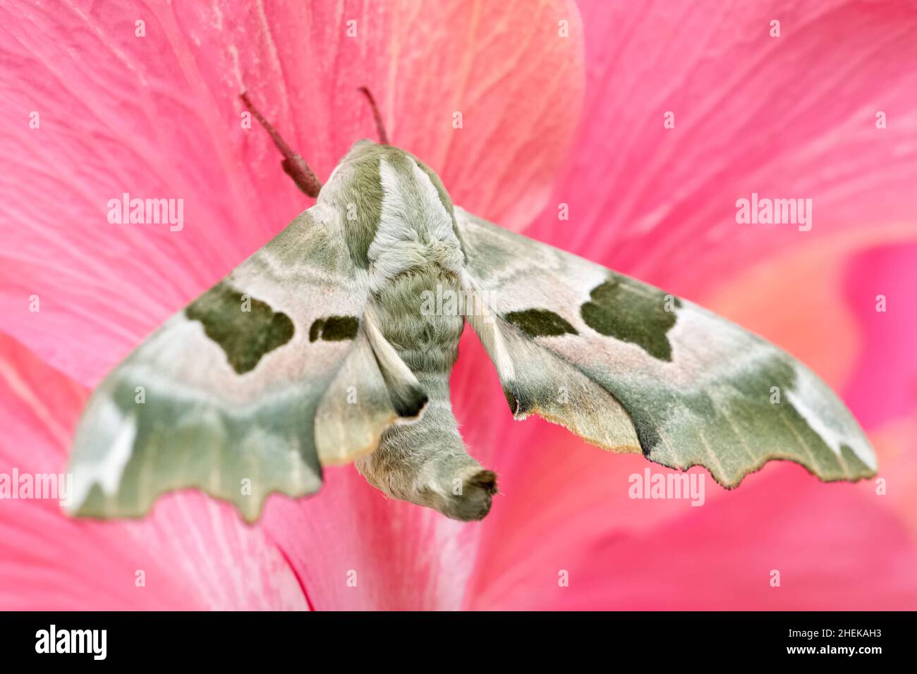 Mimas tiliae, Lime Hawk-moth on Hibiscus Norfolk UK Stock Photo - Alamy
