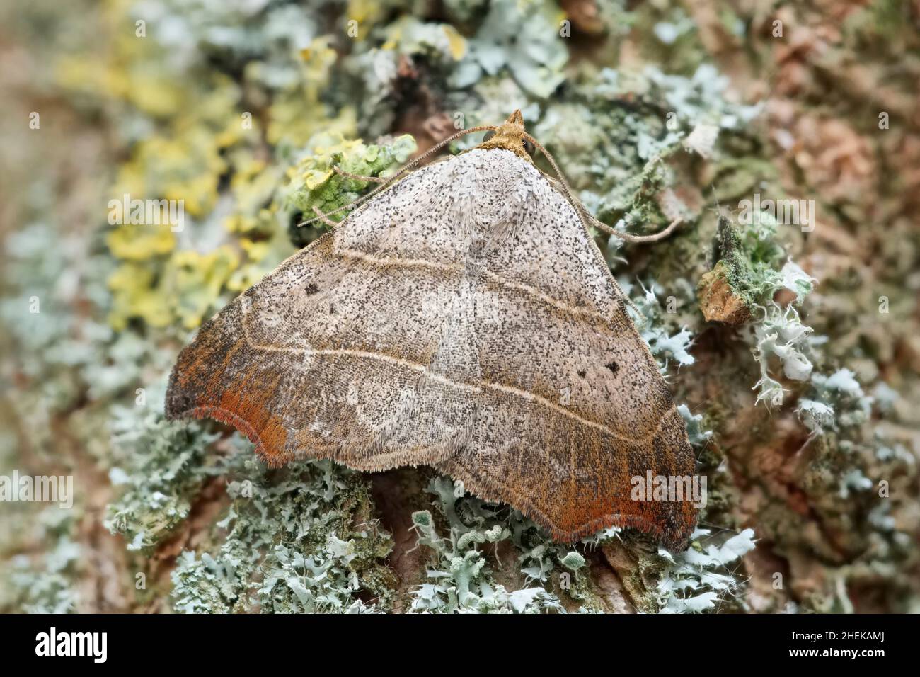 Laspeyria flexula, Beautiful Hook-tip Moth Norfolk UK Stock Photo - Alamy
