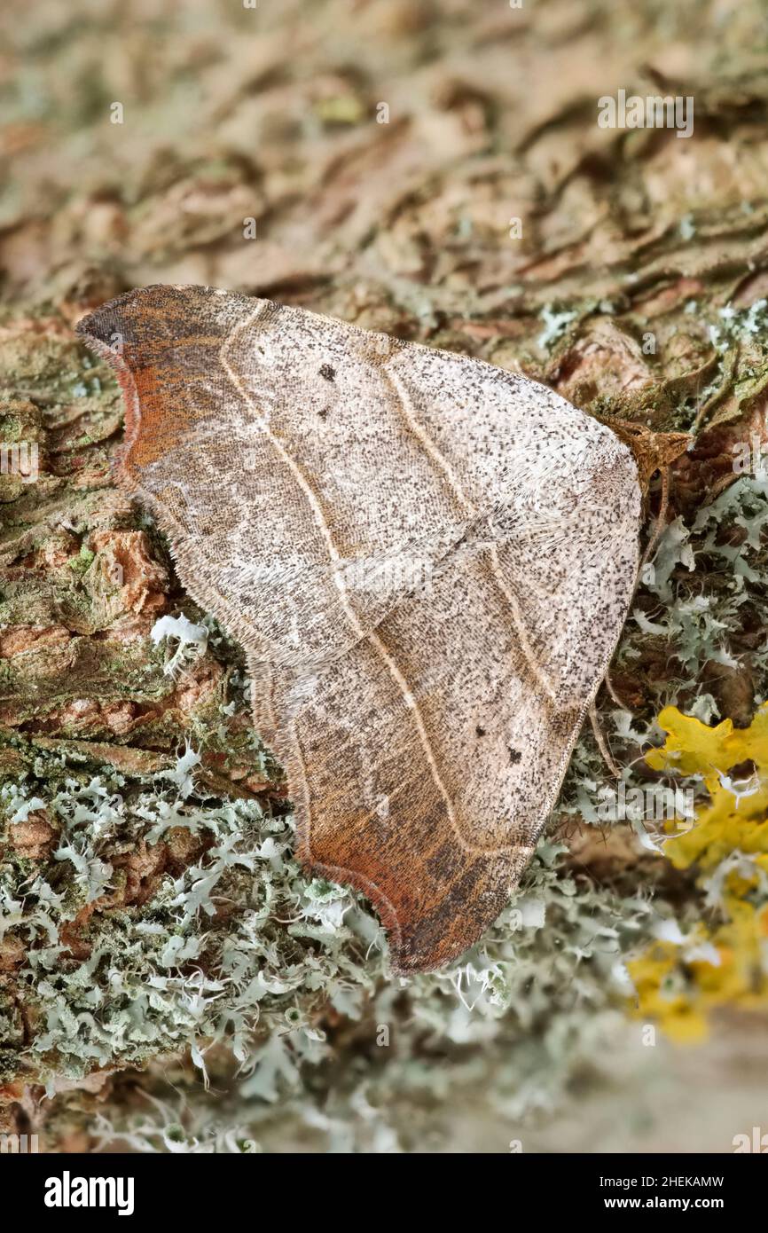 Laspeyria flexula, Beautiful Hook-tip Moth Norfolk UK Stock Photo - Alamy