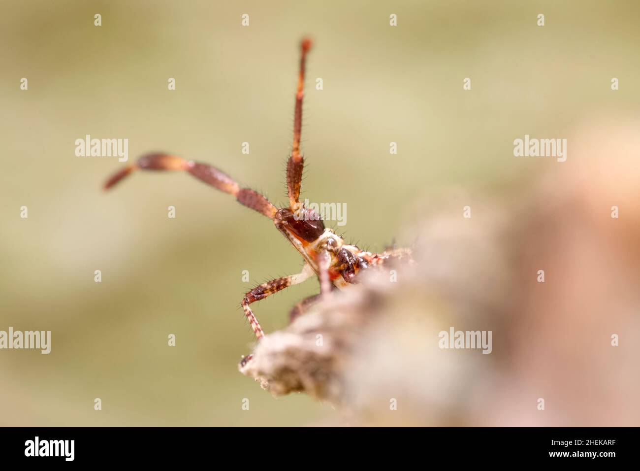 Closeup of Coreus marginatus, Dock bug nymph Norfolk UK Stock Photo - Alamy
