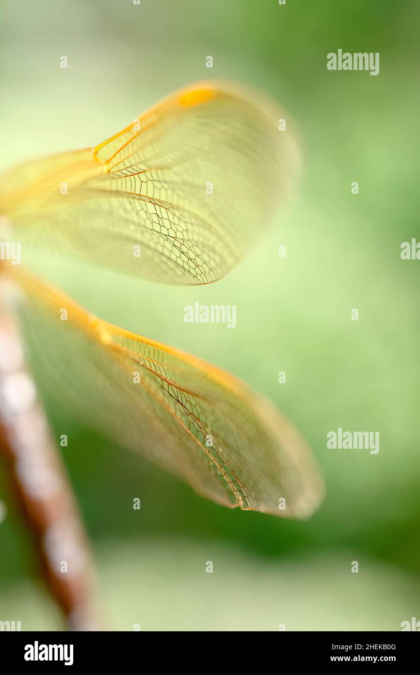 Dragonfly Wings Close Up