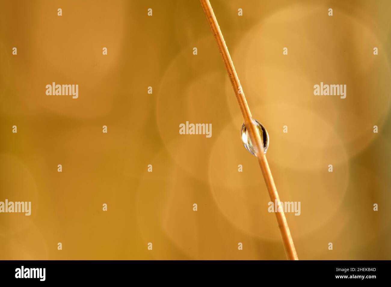 Water Drop on grass stalk Stock Photo - Alamy