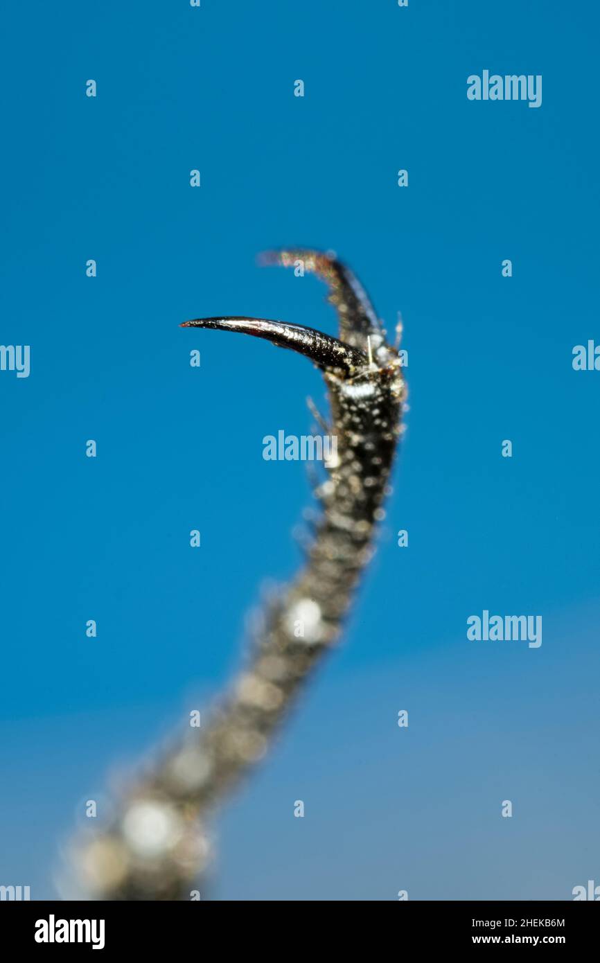 Clawed foot hi-res stock photography and images - Alamy