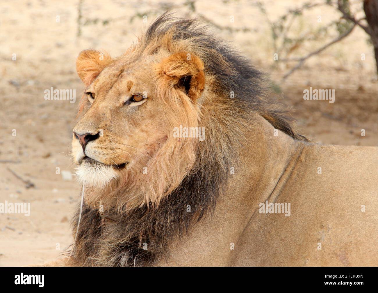Black-maned Lion of the Kgalagadi Stock Photo - Alamy