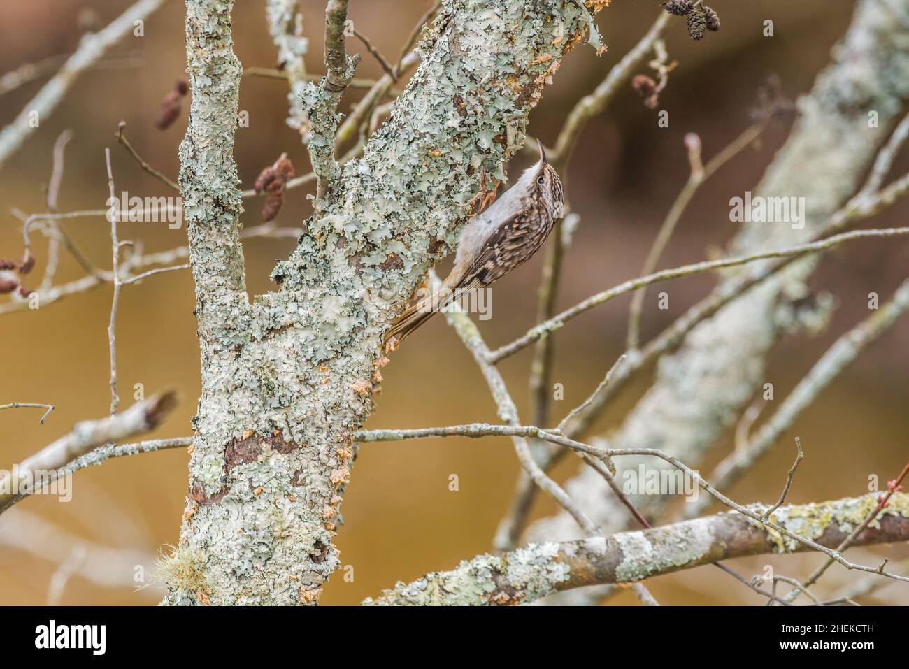 Delicate looking creeper hi-res stock photography and images - Alamy