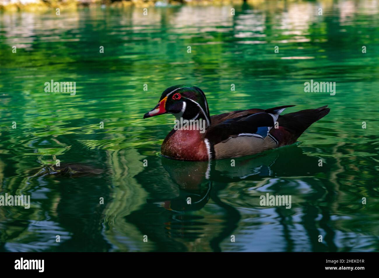 The Florida duck, is a species of anseriform bird of the Anatidae ...