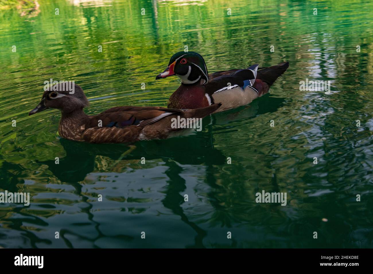 The Florida duck, is a species of anseriform bird of the Anatidae ...