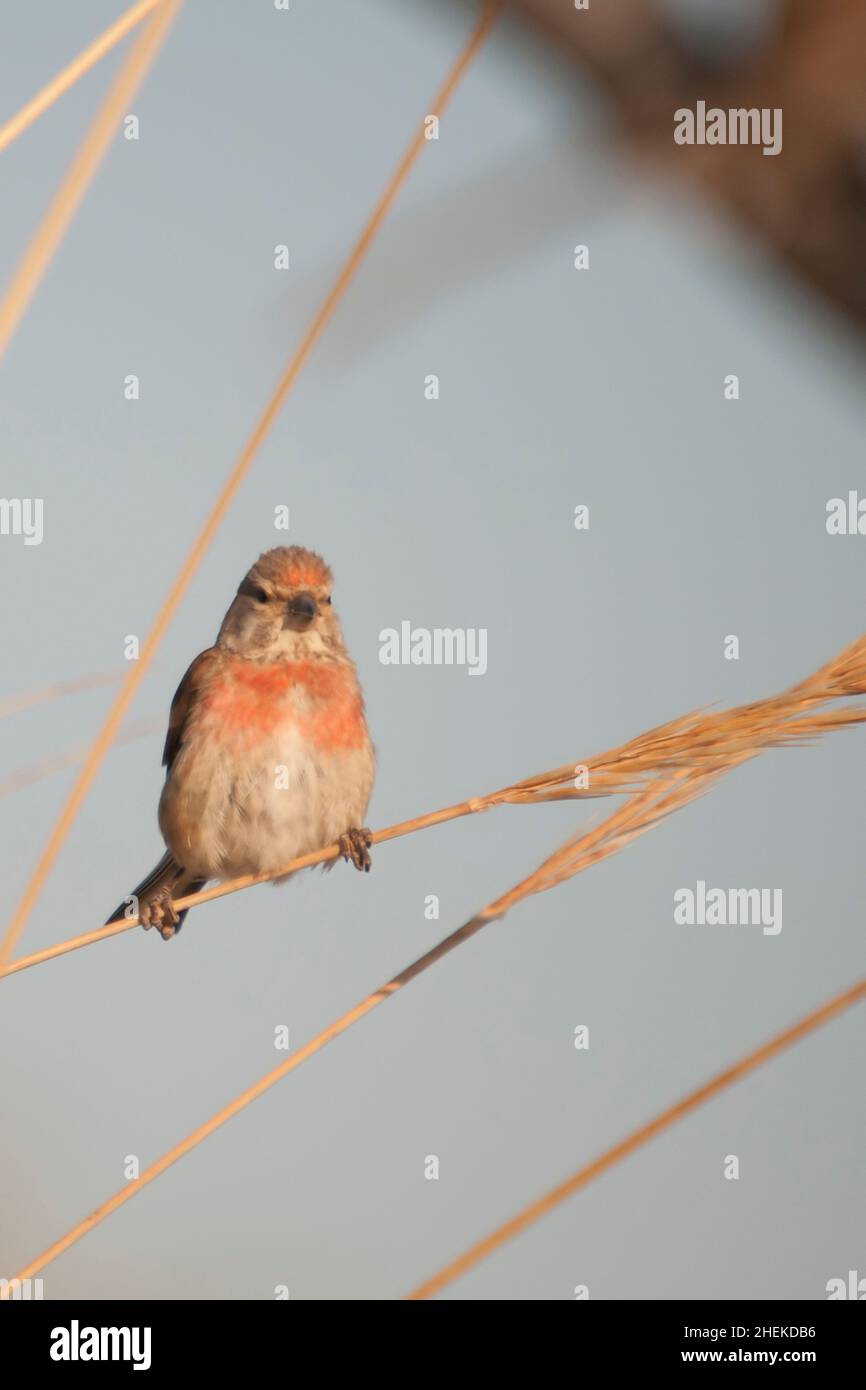 The common linnet is a species of passerine bird in the Fringillidae ...