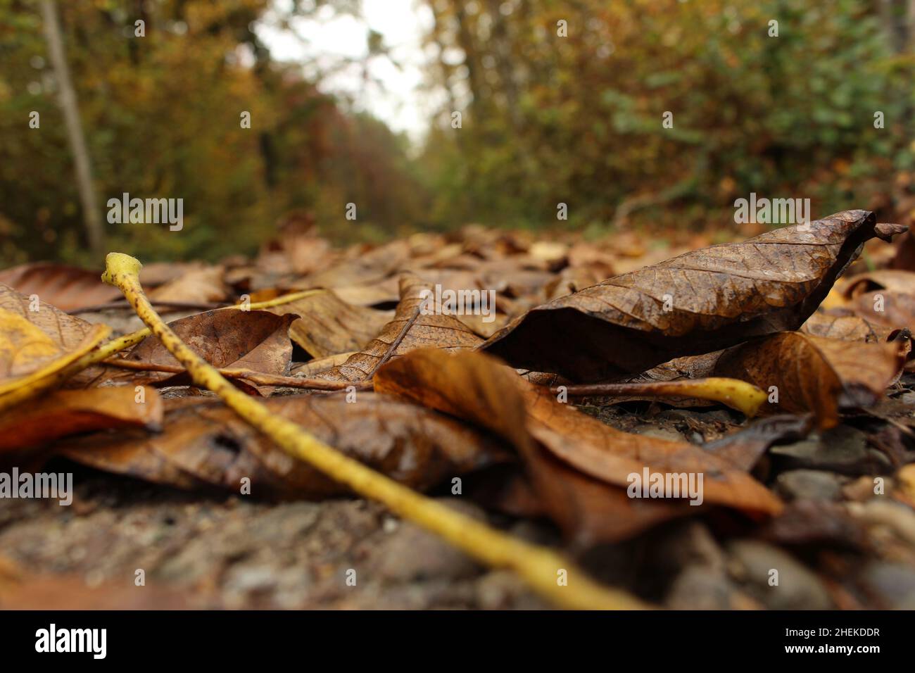 Sad leaves hi-res stock photography and images - Alamy