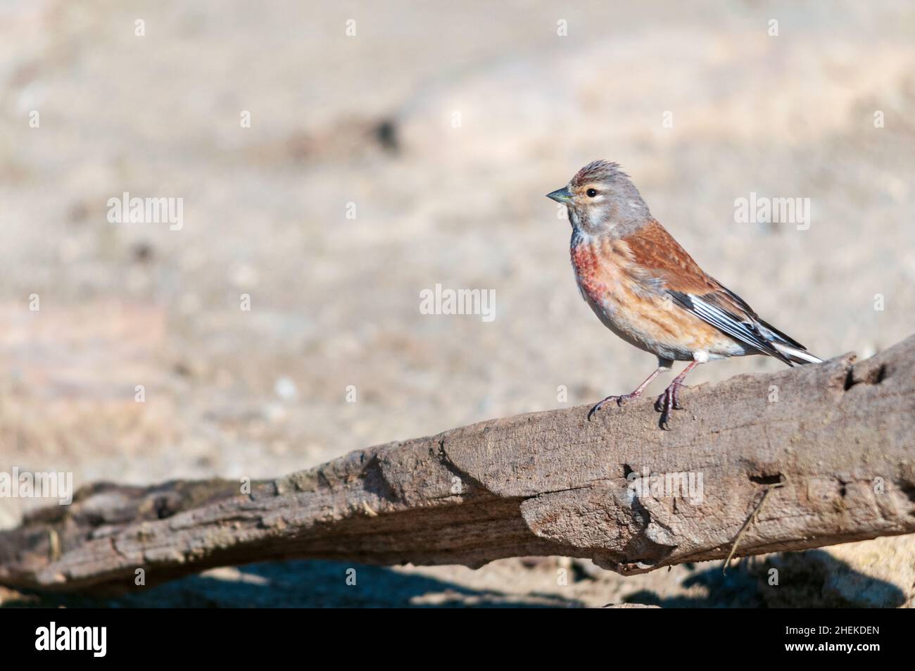 The common linnet is a species of passerine bird in the Fringillidae ...