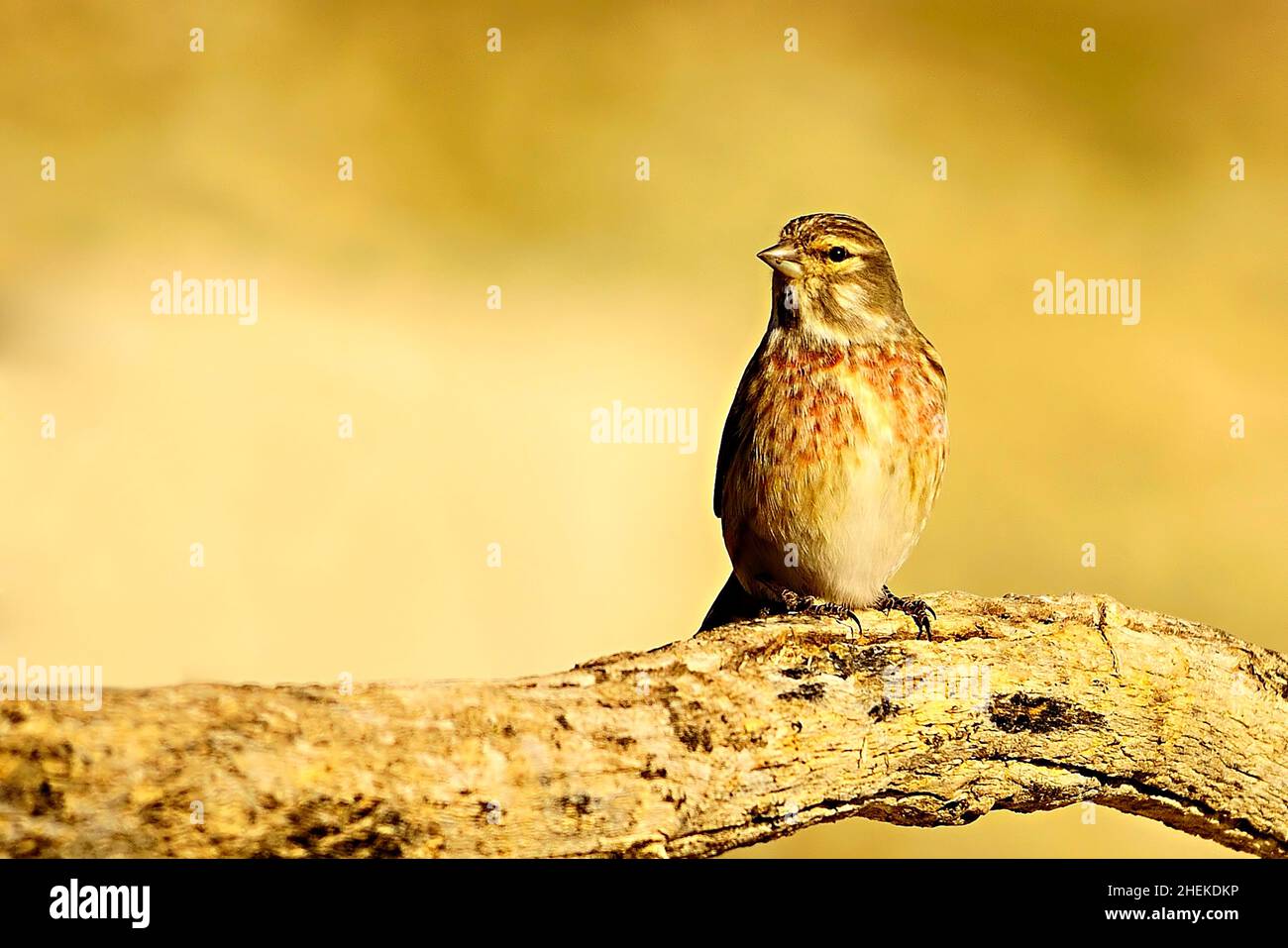The common linnet is a species of passerine bird in the Fringillidae ...