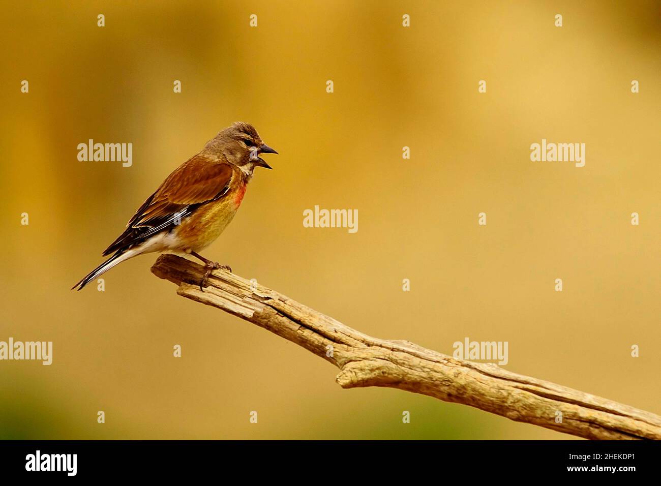 The common linnet is a species of passerine bird in the Fringillidae ...