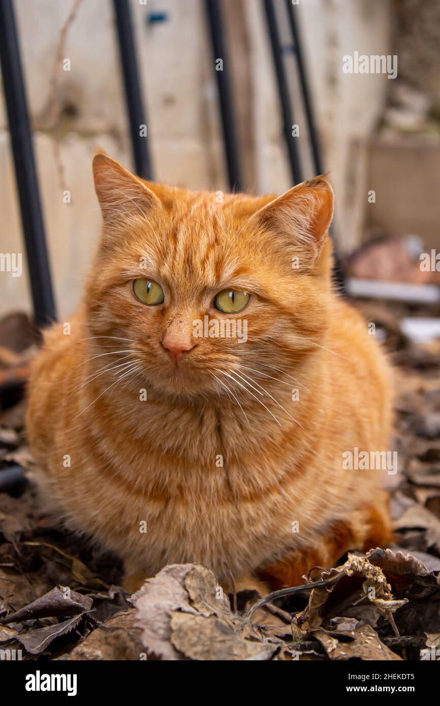 Stray cat in the home garden, closeup portrait of orange cat Stock ...