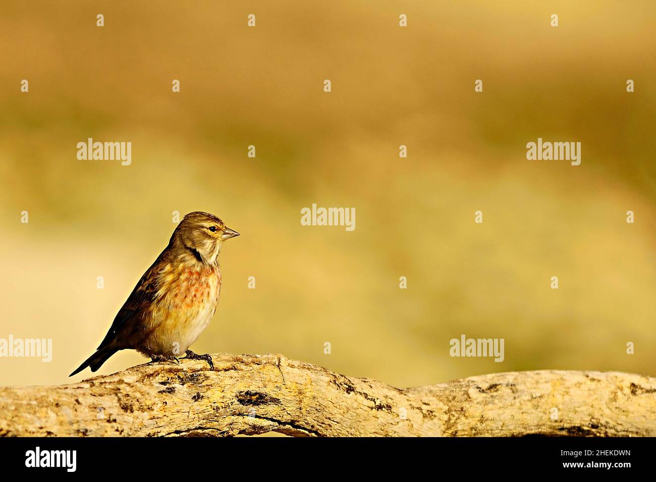 The common linnet is a species of passerine bird in the Fringillidae ...