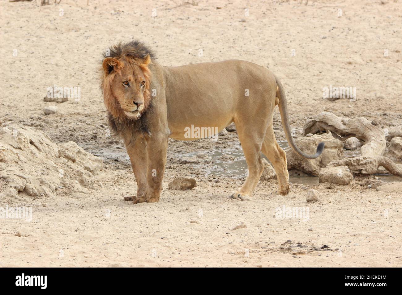 Black maned male lion hi-res stock photography and images - Alamy