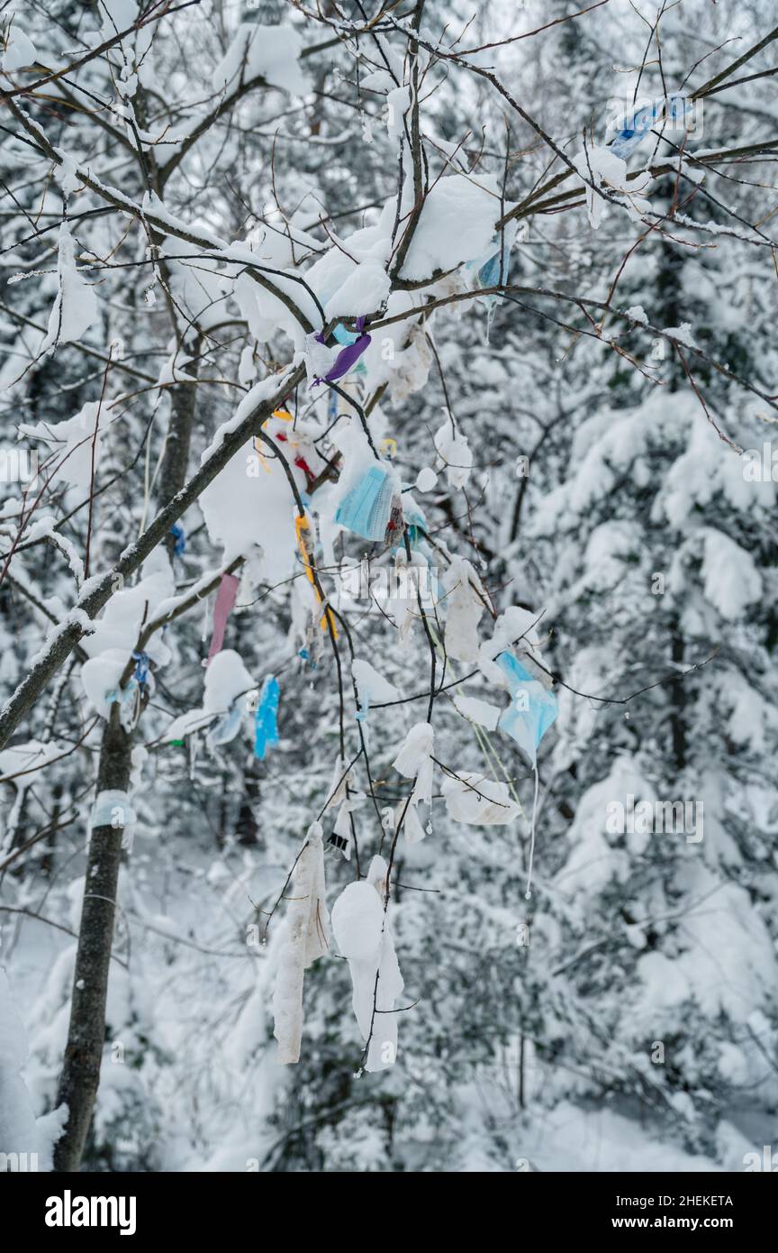 Surgical masks on trees in winter forest. Consequences of overuse of ...