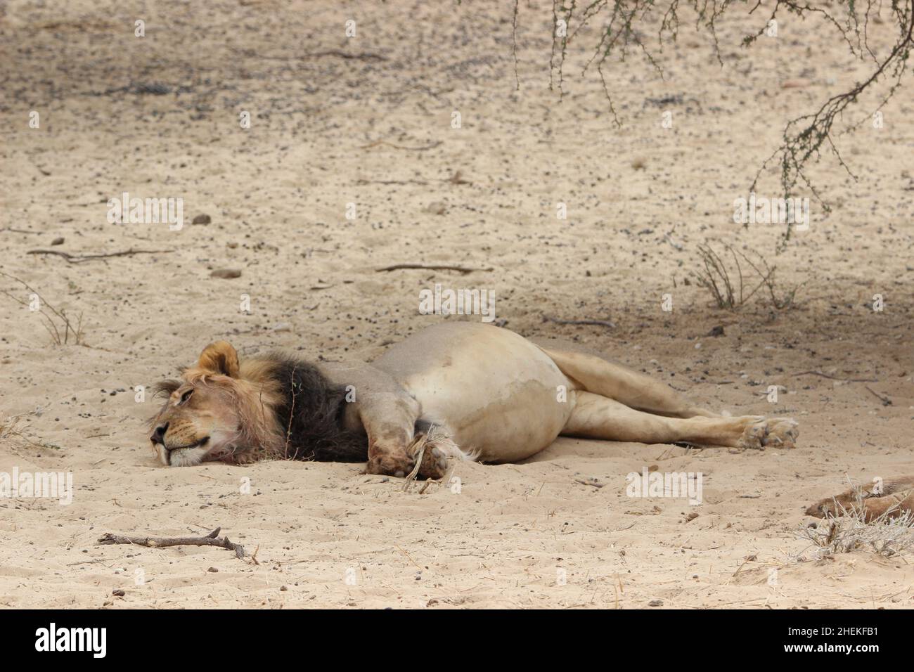 Black-maned lion with a very full belly in the Kgalagadi Stock Photo ...