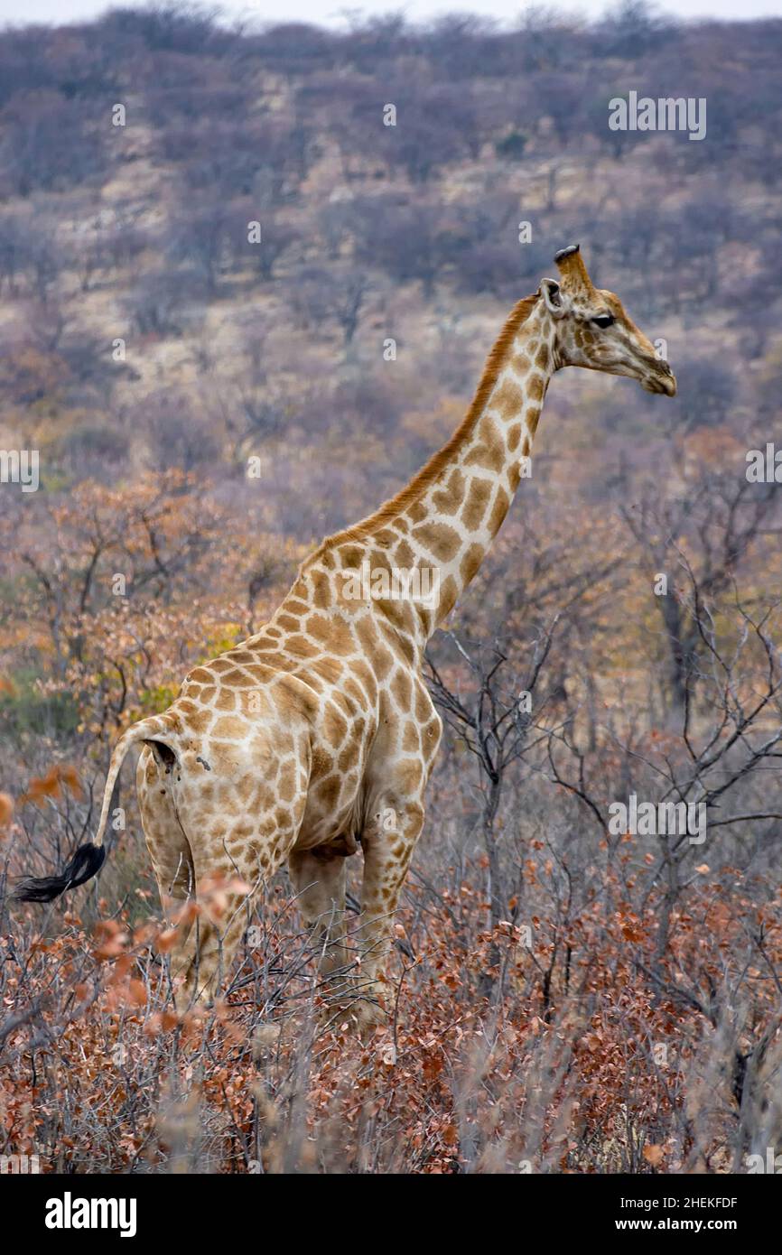 Giraffe antelope hi-res stock photography and images - Alamy