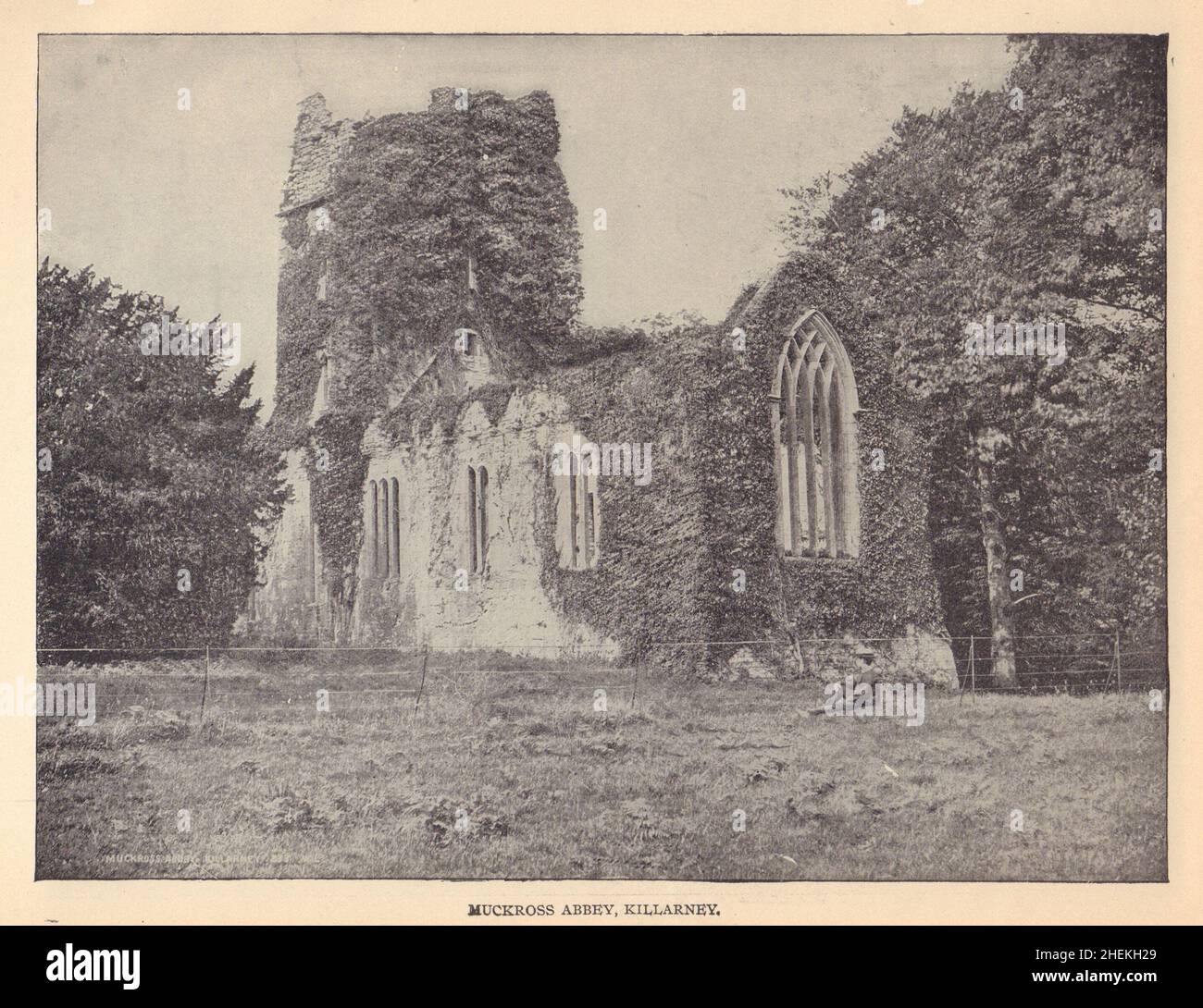 Muckross Abbey, Killarney. Ireland 1905 old antique vintage print ...