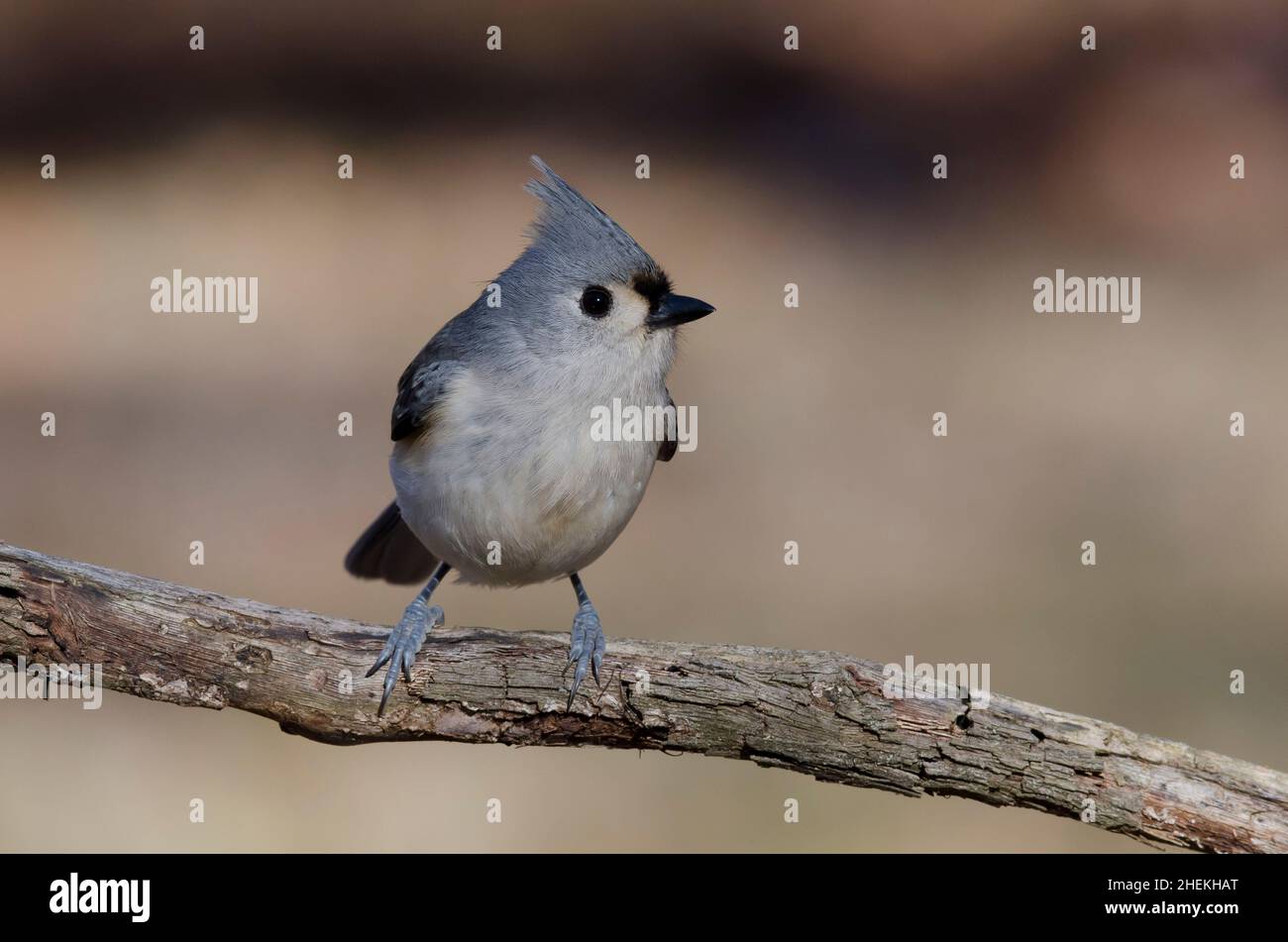 Tufted Titmouse, Baeolophus bicolor Stock Photo - Alamy