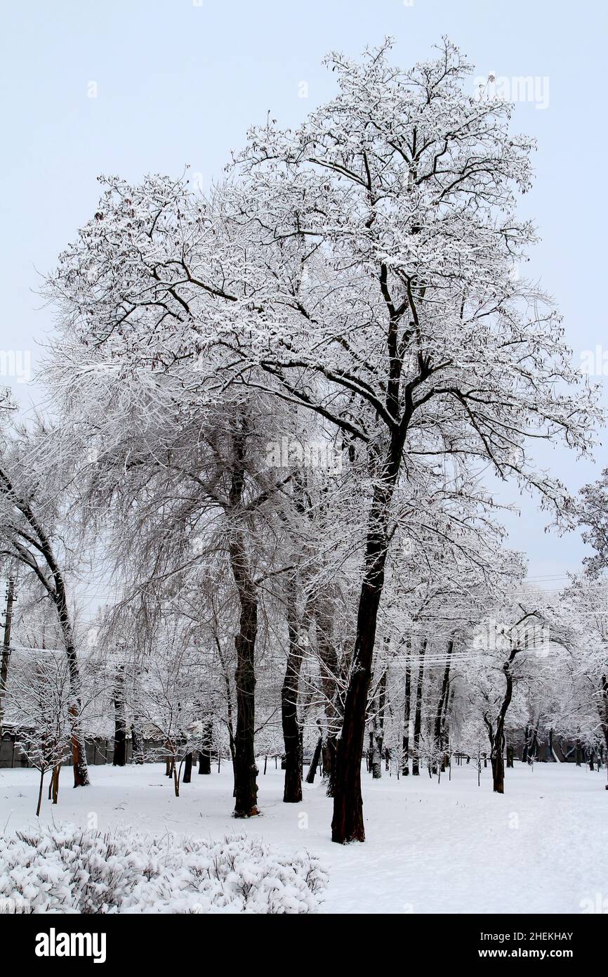 Tall winter tree covered with frost Stock Photo - Alamy
