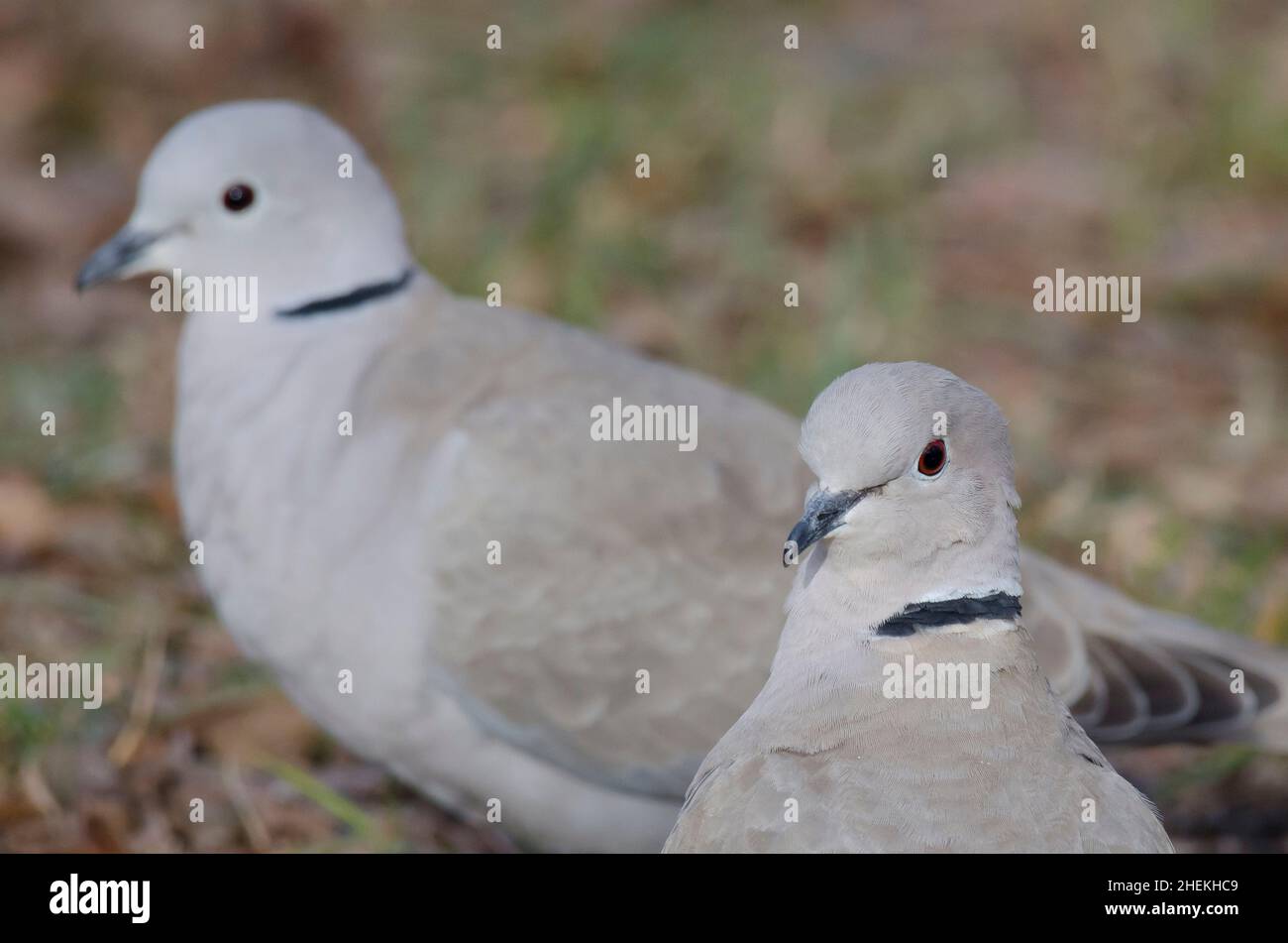 Eurasian Collared-Doves, Streptopelia decaocto Stock Photo - Alamy
