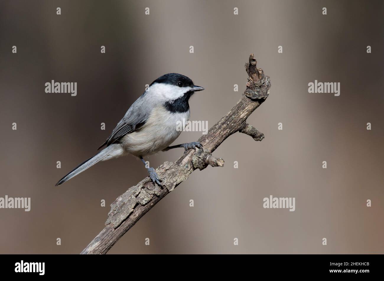 Carolina Chickadee, Poecile carolinensis Stock Photo - Alamy