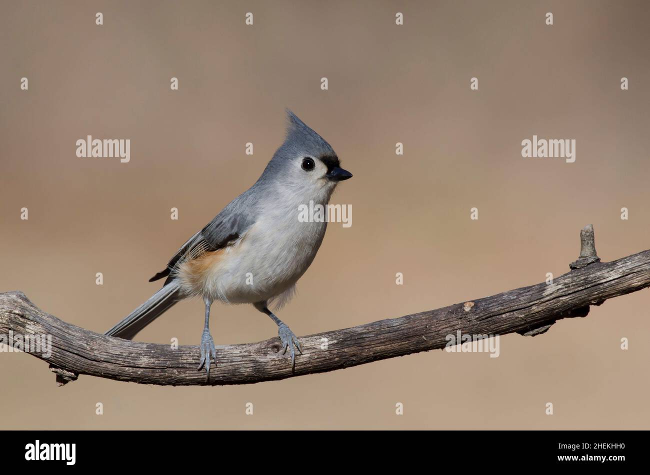Tufted Titmouse, Baeolophus bicolor Stock Photo - Alamy