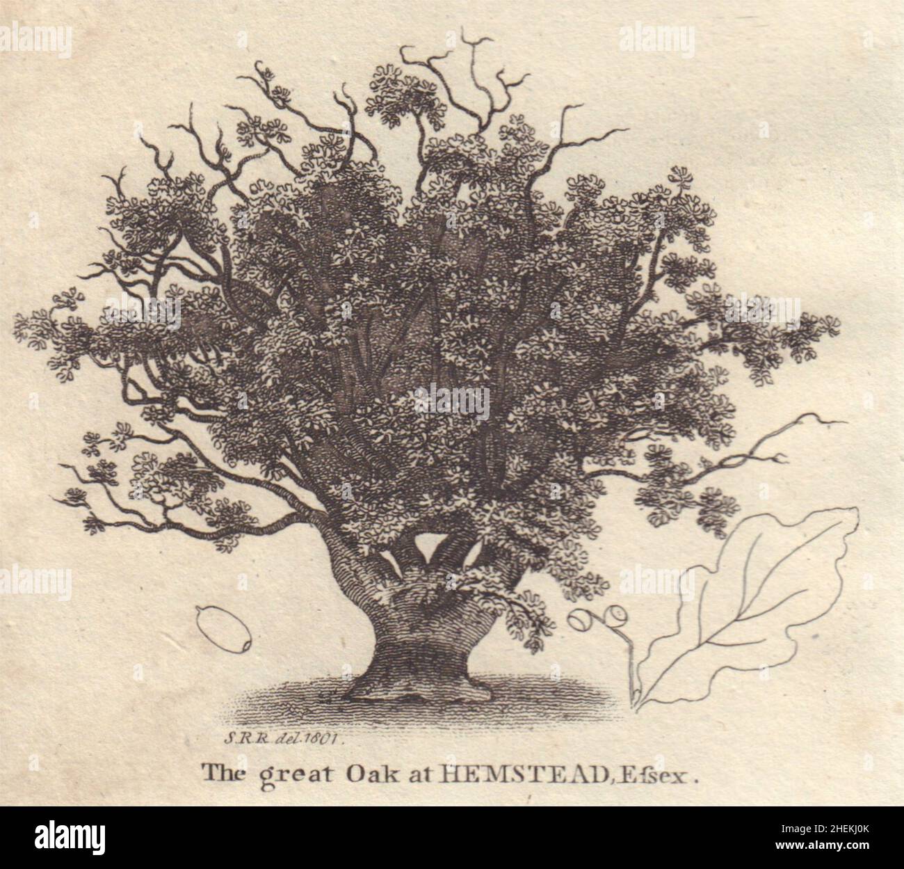 The great oak tree at Hempstead, Essex where Dick Turpin hid 1802 old ...