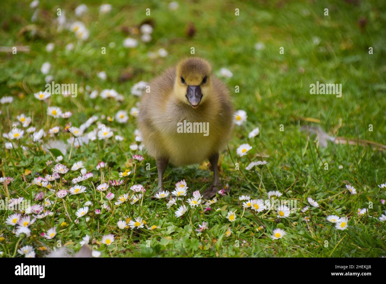 Very young greylag goose baby in a park Stock Photo - Alamy