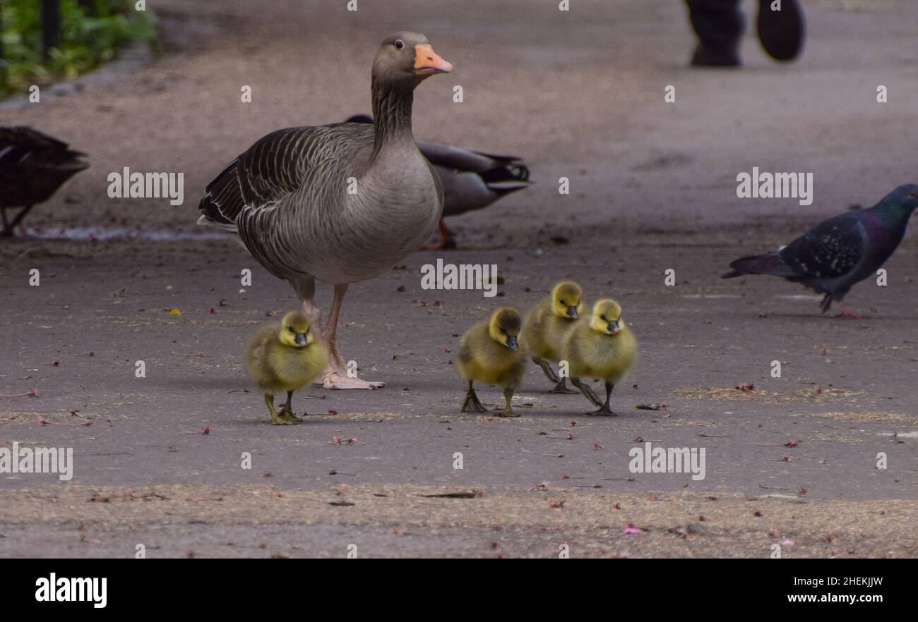 Very young greylag goose babies explore their surroundings in a park in ...