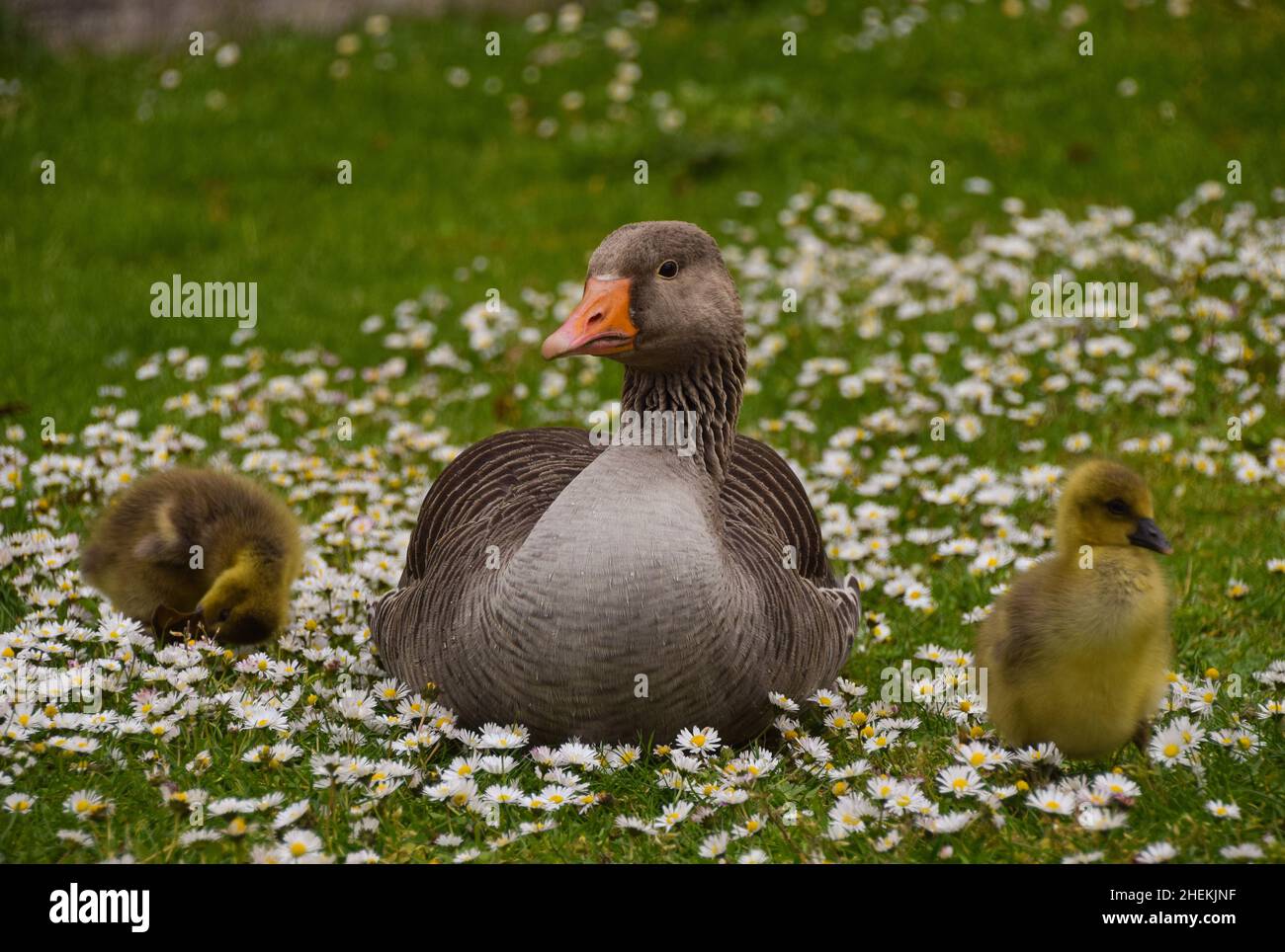 Very young greylag goose babies and their mother in a park Stock Photo ...