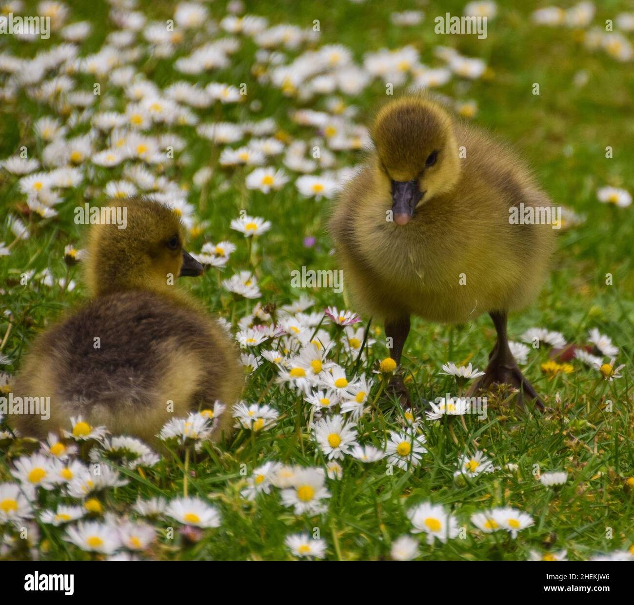 Very young greylag goose babies explore their surroundings in a park ...