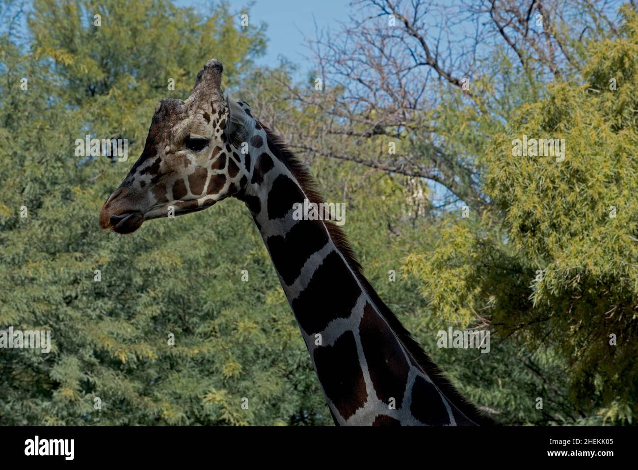 Giraffe wandering around in a zoo Stock Photo - Alamy