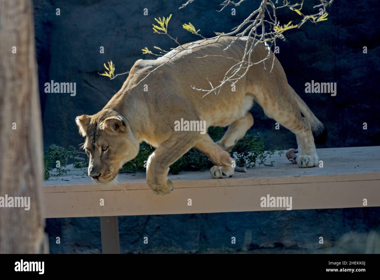 A lion in a mode of attacking something Stock Photo - Alamy