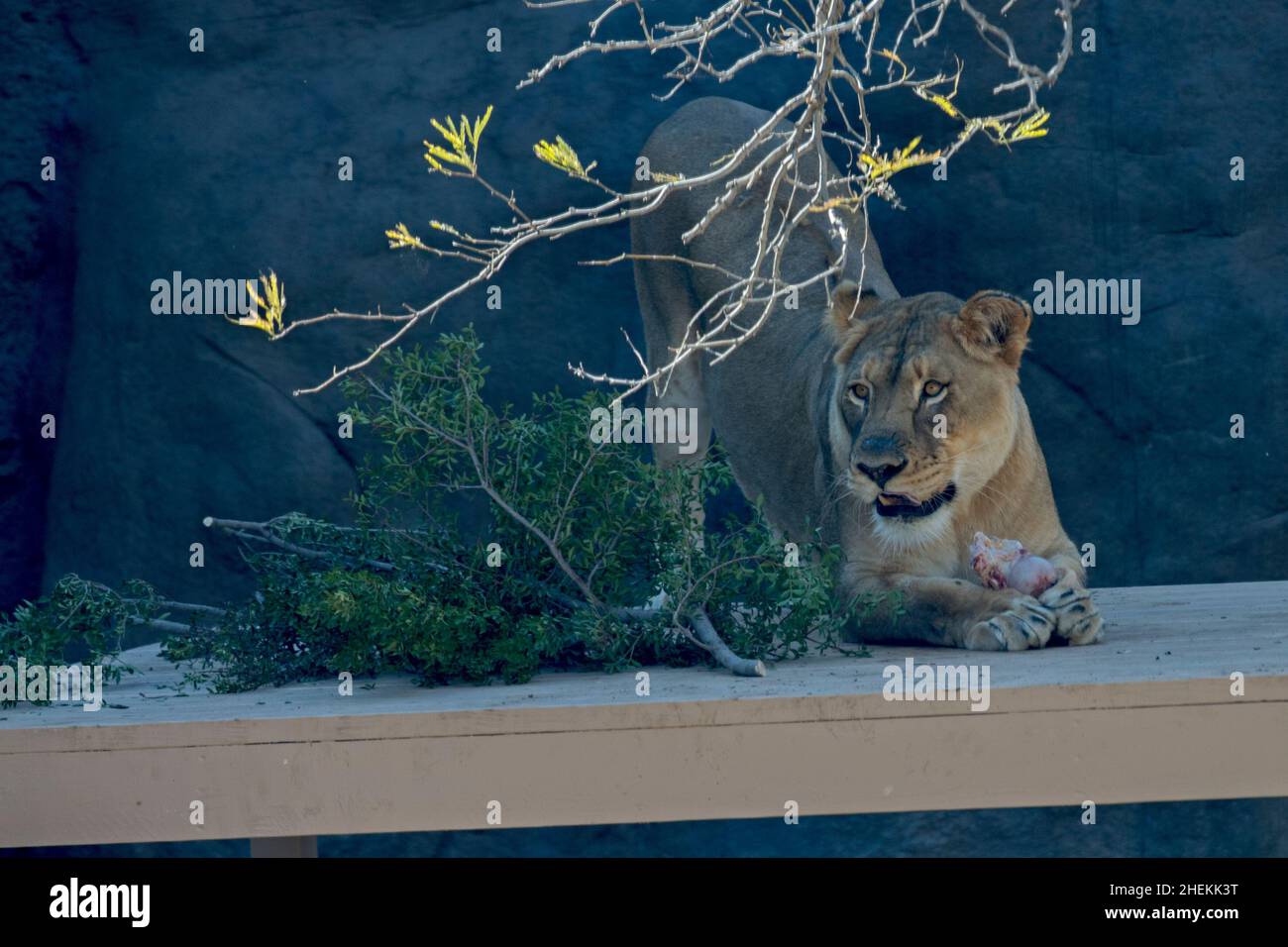 Attacking mode hi-res stock photography and images - Alamy