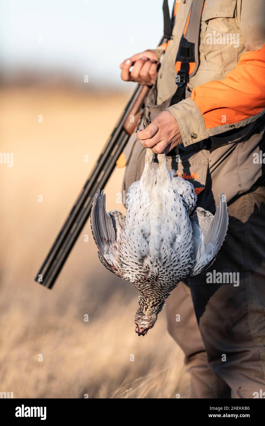 A hunter with a Sharptail grouse in North Dakota Stock Photo - Alamy